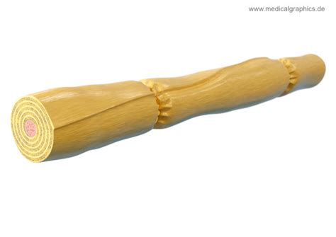 Myelinated Nerve Fiber Medicalgraphics