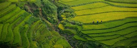 New Digital Hub To Stimulate Methane Reduction Through Sustainable Rice Cultivation Cgiar