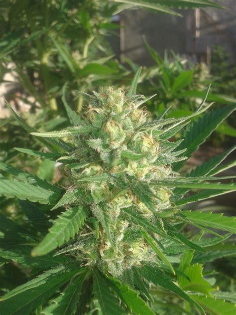 Sex Bud Feminized 4 Seeds Biltong And Budz