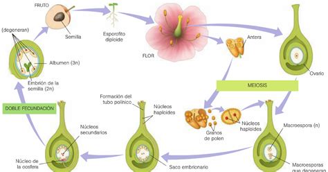 Ciclo De Reprodução Das Angiospermas Binkedu