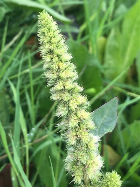How To Grow Amaranthus Retroflexus Earthone