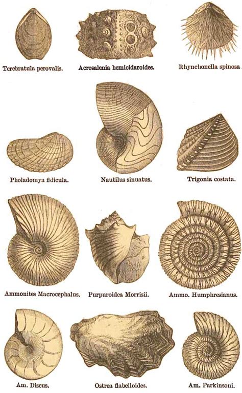 Types Of Fossils Chart