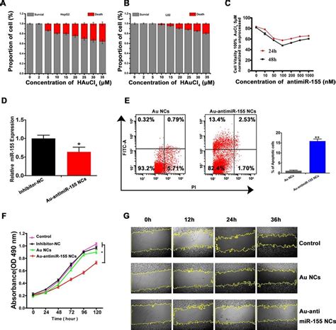 In Situ Self Assembled Au Antimir 155 Ncs Inhibit Hepg2 Cell Growth