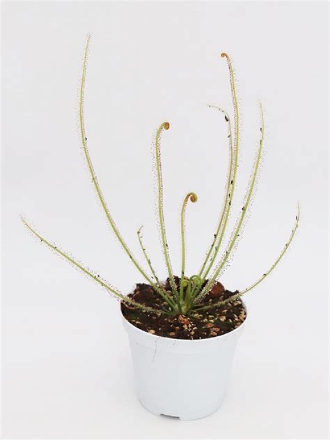 Drosera Filiformis Var Filiformis Giardino Carnivoro