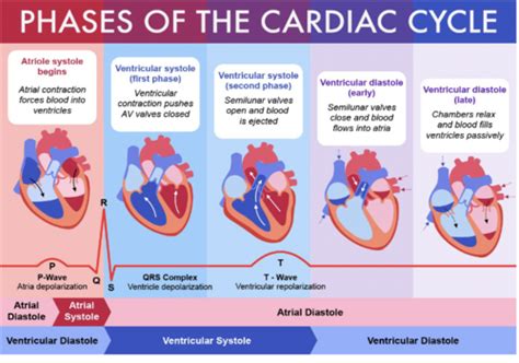 16 Altered Perfusion Flashcards Quizlet 16 Altered Perfusion Flashcards Quizlet