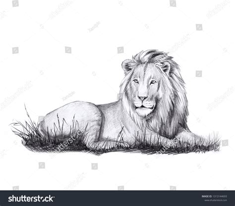 Lion Drawn Pencil Black White Drawing Stock Illustration 1313144693