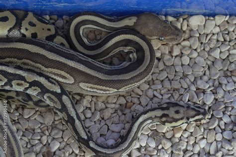 Python Regius Commonly Known As The Ball Python Or Royal Python Is A