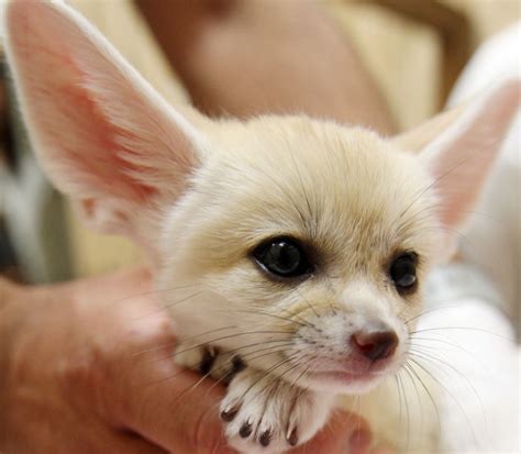 사막의 귀염둥이 사막여우 특징 네이버 블로그