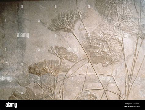 Fossil Crinoids Crinoids Or Sea Lilies Are Marine Echinoderms That