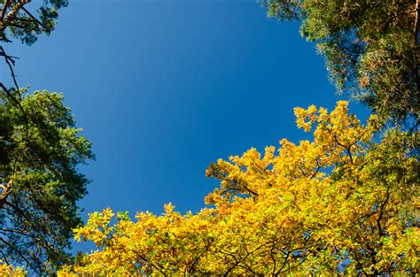 맑고 푸른 하늘을 배경으로 한 가을 나무 화창한 날가가던 가을 공원의 노란 참나무와 키가 큰 푸른 소나무 0명에 대한 스톡 사진 및 기타 이미지 Istock