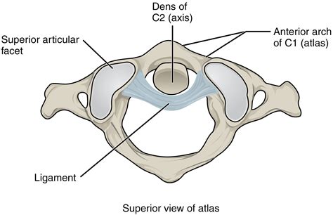 Pivot Joint Neck Diagram
