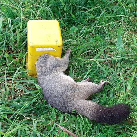Possum Trap Kill At Roberta Shanklin Blog
