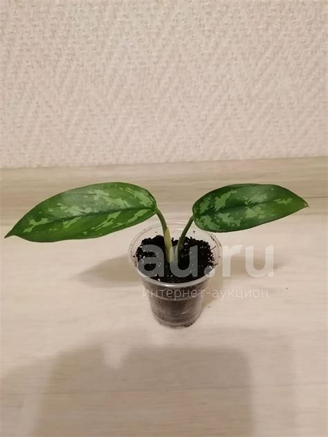 Аглаонема — купить в Красноярске Горшечные растения и комнатные цветы на интернет аукционе