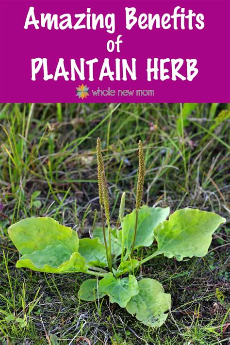 Plantain Plant Medicinal Uses At Donna Champion Blog