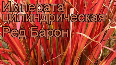 Императа декоративный Ред Барон (red baron) 🌿 обзор: как сажать ...