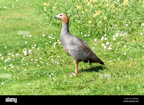 Female Upland Goose Or Magellan Goose A Type Of Shellgoose At London