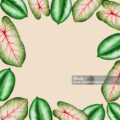 사실적인 열대 잎이 있는 수채화 프레임 몬스테라 칼라듐 무화과나무 잎의 그림은 흰색 배경에 분리되어 있다 아름 다운 식물 손으로 그린 꽃 요소 디자이너 스파 장식 엽서