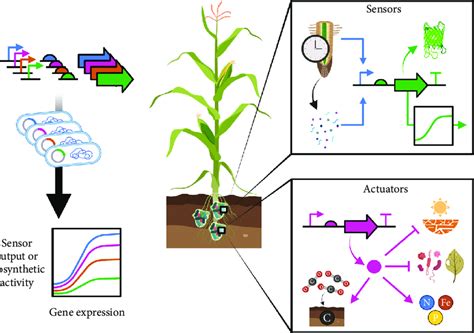 Rhizobacterial Genetic Circuits For Monitoring And Manipulating Plant Download Scientific