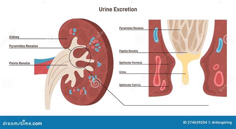Excretion Process Urinary System Function Stock Vector Illustration