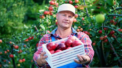 잘생긴 남성 농부는 붉은 익은 유기농 사과 나무 상자를 들고 웃 고의 초상화 뜨거운 화창한가 날에 과수원 농장에서 사과 따기 가을에 대한 스톡 사진 및 기타 이미지 Istock