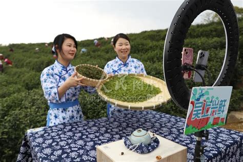浙江湖州：直播进茶山 叫卖生态茶 人民图片网