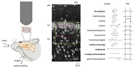 Piriform Cortex Mouse