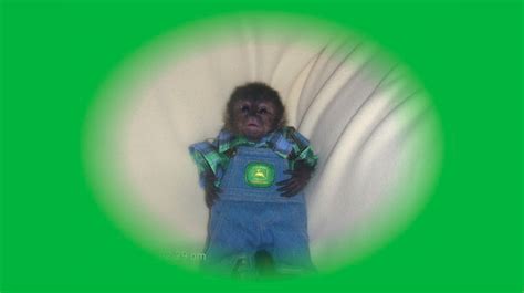 Small Monkey In John Deere Overalls Know Your Meme