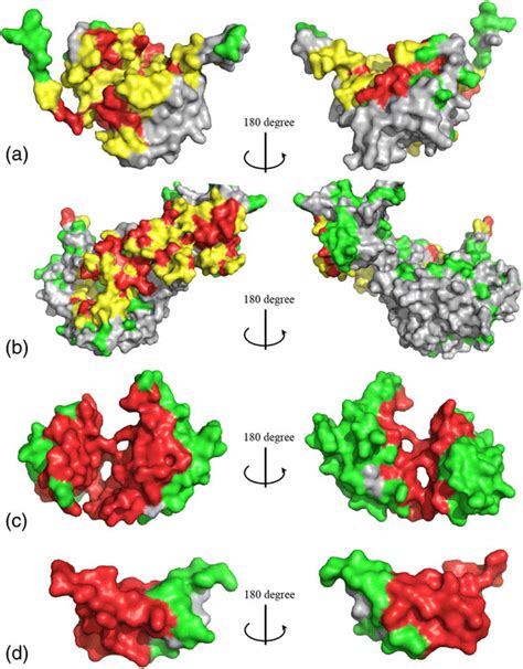 Examples Of Rna Binding Residue Prediction Results Rna Binding Residue Download Scientific