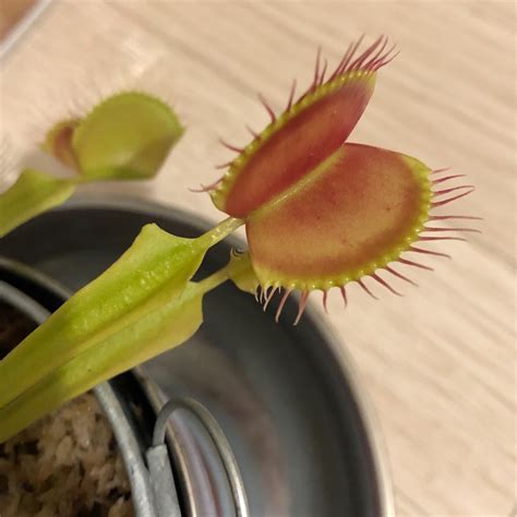 初夏秋までのハエトリソウの栽培 成長記録赤く紅葉なう子株もでたよ きのこと名乗ったからにはかごに入れ