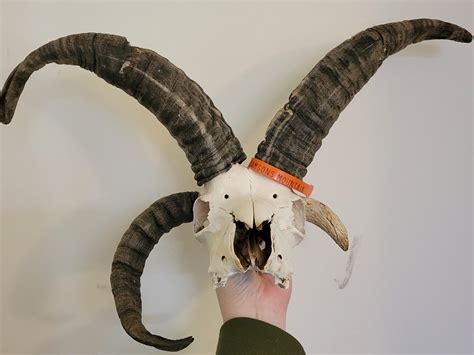 Jacob Sheep Skull 00477 Craniates Curiosites Oddity Sales And