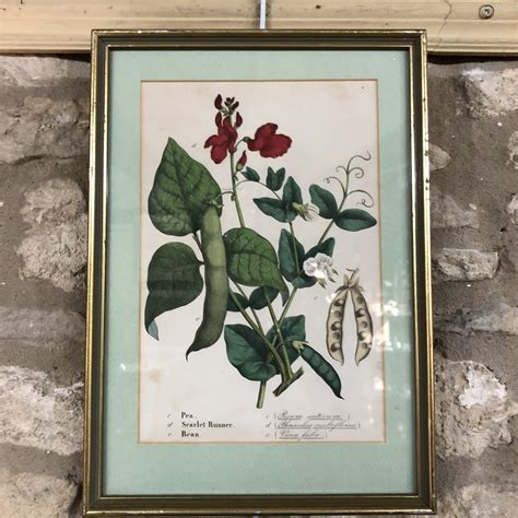 18th Century Botanical Prints Pillar And Post