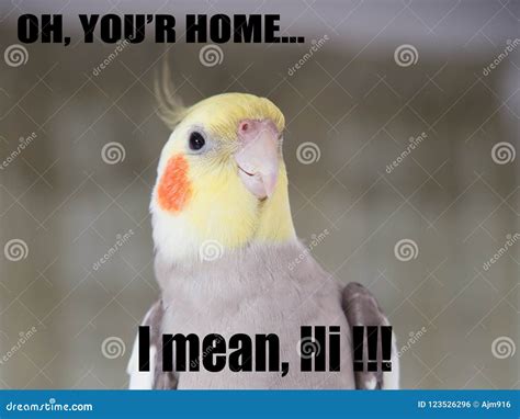 Cockatiel Memes
