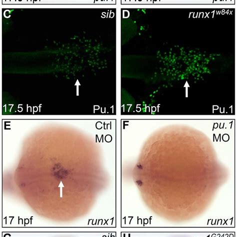 Pu 1 Initiates The Expression Of Runx1 Whereas Runx1 Suppresses Download Scientific Diagram