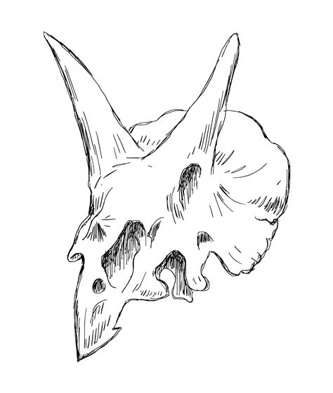 Premium Vector Hooded Horned Lizard Triceratops Skull Skeleton Sketch