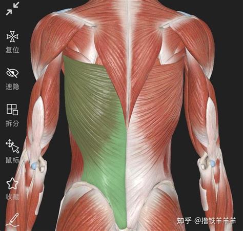 肌肉学习背阔肌 知乎