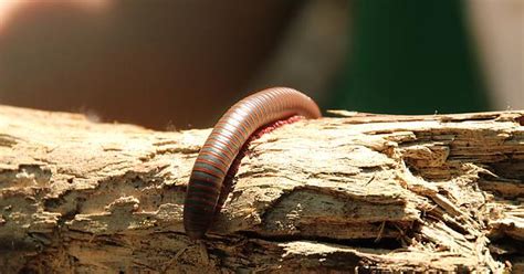 American Giant Millipede Narceus Americanus Album On Imgur
