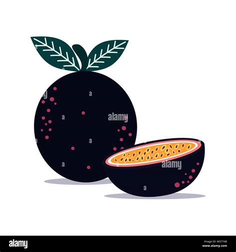Passion Fruit Isolated On White Background Vector Illustration Stock
