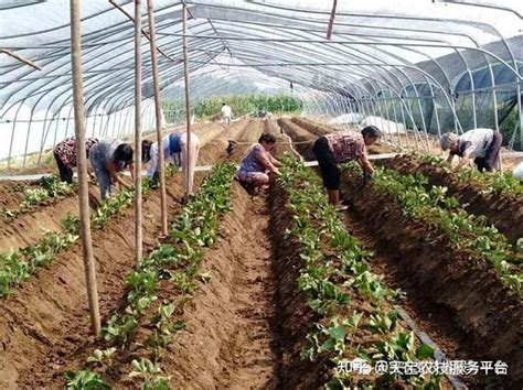草莓移栽定植注意事项大汇总 知乎