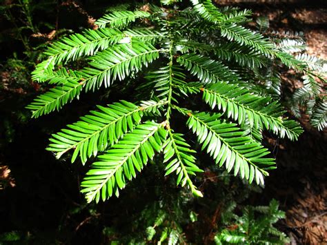 Herken De Boomsoort Nl Kustsequoia Latin Sequoia Sempervirens Uk