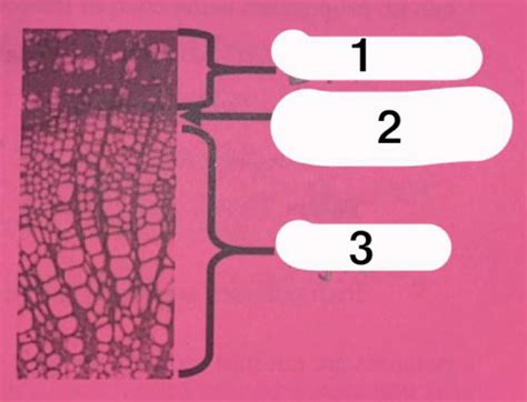 Plant Science Lab Asexual Vegetative Plant Propagation Diagrams Flashcards Quizlet