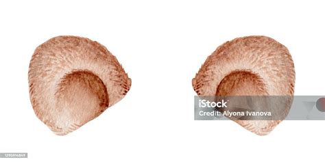Watercolor Brown Bear Ears Isolated On White Background Stock