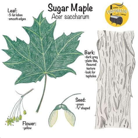 Identifying Sugar Maples Your Guide To Diy Maple Syrup
