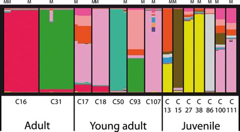Structure Assignment Plot For All 14 Colonies That Showed More Than One
