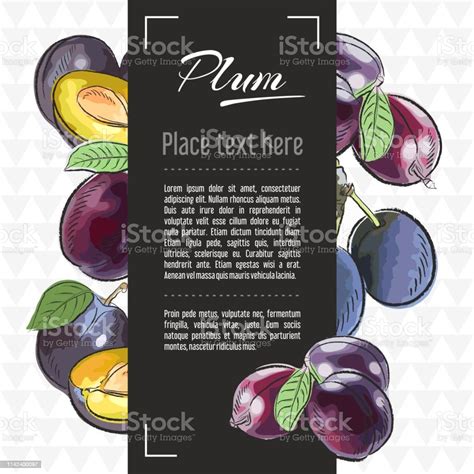 매 화 과일 벡터 메뉴 디자인 서식 파일입니다 인사말 카드 배너 낙서 손으로 그린 벡터 과일 그림 0명에 대한 스톡 벡터 아트 및 기타 이미지 Istock