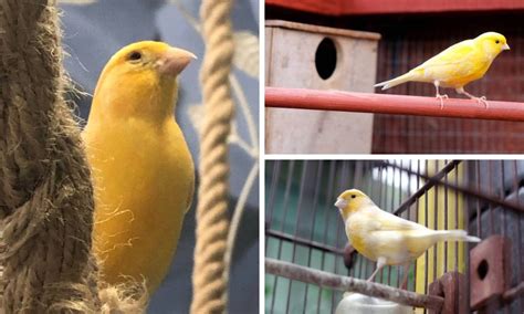 Canary Nest Placement Tips And Tricks For Optimal Results