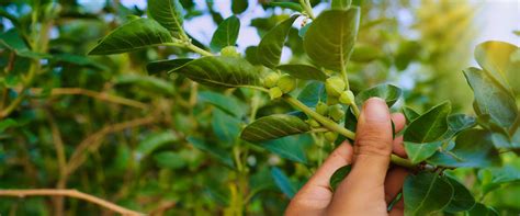 Ashwagandha And Erectile Dysfunction Sword Vitality