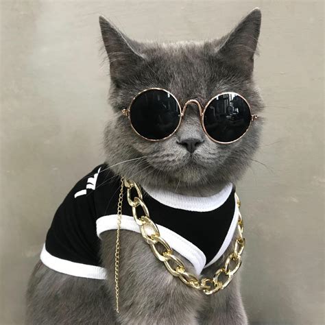 墨镜猫 酷猫头像 伤感说说吧