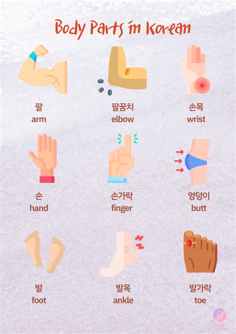 Body Parts In Korean Korean Language Korean Lessons Learn Korean