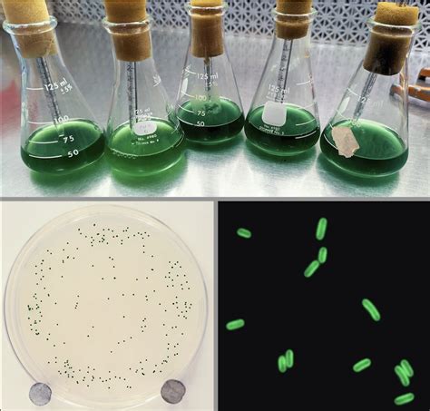 Seasonal Intelligence Of Cyanobacteria Kurious