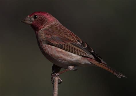 Красноголовка птица картинки и фото Poknok Art